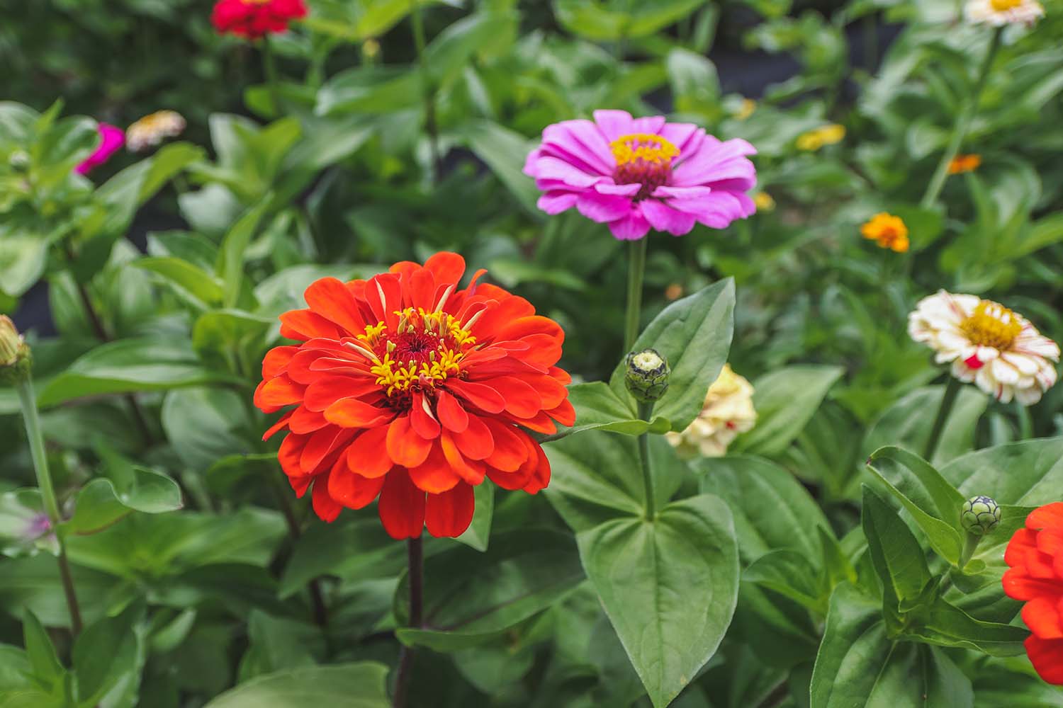 Photos in the Flower Field! – Where Creativity Works